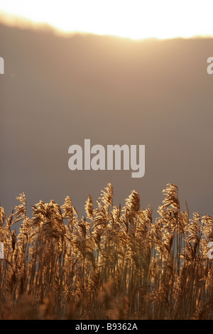 Tay Reed beds Stock Photo - Alamy
