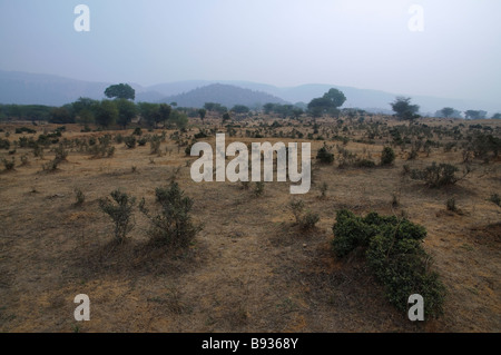 Desert landscape with desert shrubs and small desert plants Stock Photo ...