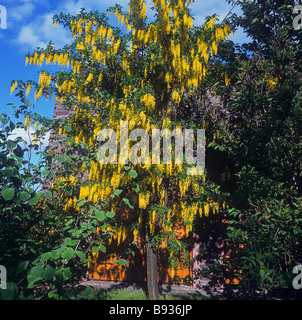 Voss’s Laburnum Laburnum x watereri Stock Photo - Alamy