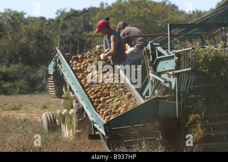 Potato harvesting on the North Fork of Long Island New York Stock Photo ...