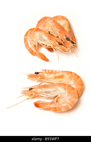 Crevettes cooked prawns shrimp isolated on a white studio background ...