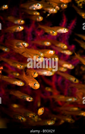 Golden sweepers - Parapriacanthus ransonneti Stock Photo - Alamy