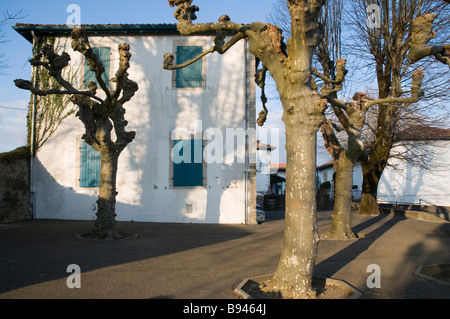 Arcangues - Basque country trees in winter (platanes Stock Photo - Alamy