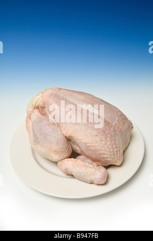 Whole raw chicken with a graduated blue studio background Stock Photo ...