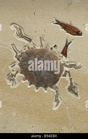 Fossil Softshell Turtle - Green River Formation - Eocene - Wyoming ...