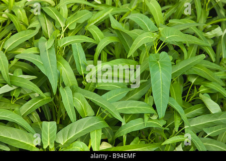 Spinach plants growing in soil with root ball, cross section view with ...
