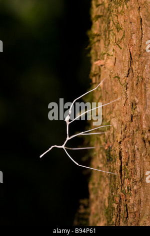 Albino walkingstick insect in the Osa Peninsula of Costa Rica Stock ...