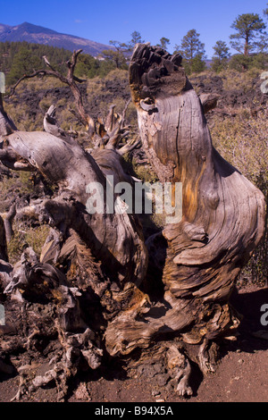 Photograph of Sunset Crater Volcano National Monument, an extinct ...