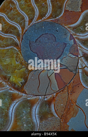 Fossil Ammonite - Cleoniceras sp. - Upper Early Cretaceous - Albian ...