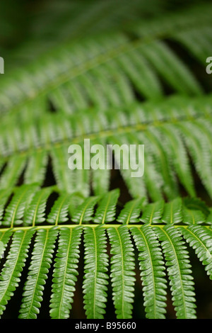 Cycad fern leaves in forest, California USA. Green fresh juicy natural ...