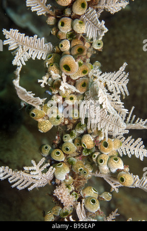 Tunicates in bunches on coral reef in indo pacific Stock Photo - Alamy