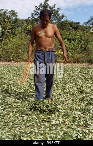 BOLIVIA South America Chapare Man drying coca leaves in traditional ...