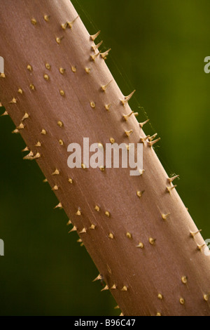 Spines on a palm tree in the Amazon rainforest near Manaus Stock Photo ...