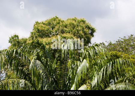 African Oil Palm, Elaeis guineensis Stock Photo - Alamy