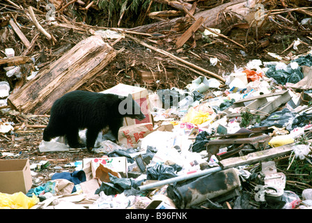 Black bears searching garbage for food at garbage dump site in ...