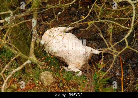 Dead Sheep in Ditch Stock Photo - Alamy