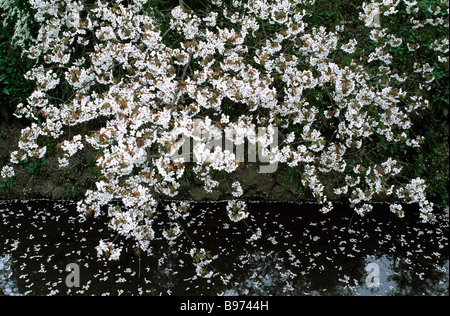 Cherry blossoms in spring Stock Photo - Alamy