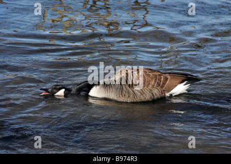 Angry Canada, Branta canadensis goose sitting on lawn and squawking ...