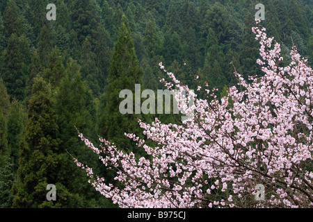 Cherry blossom forest Stock Photo - Alamy