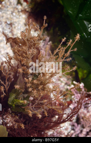 Hydroid Coryne pusilla Corynidae attached to seaweed in a rockpool UK ...