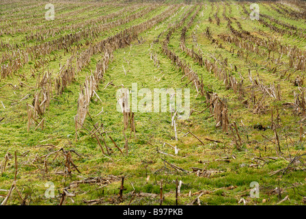 Harvested empty corn field North Georgia USA Stock Photo - Alamy