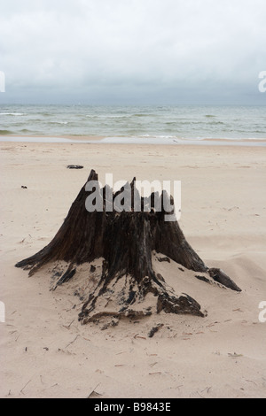 Lake Bonney with dead tree stumps in water at sunset time, Barmera ...