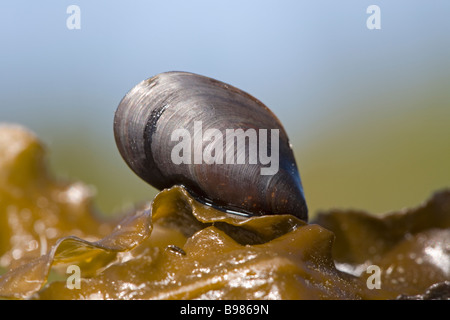 blue mussel / Mytilus edulis Stock Photo - Alamy
