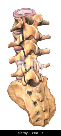 Anatomy of human vertebral column, left lateral view Stock Photo - Alamy