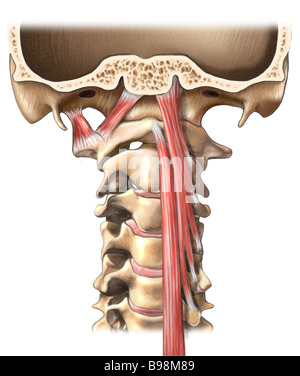 Digital illustration of muscles of the human torso, anterior view Stock ...