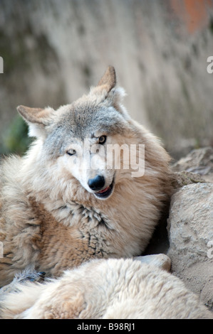 Tibetan Wolf (Canis lupus chanco) walking on a mountain side in SiChuan ...
