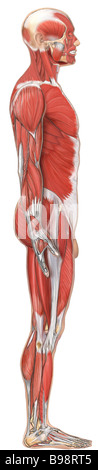 Anatomy of male muscular system, side view Stock Photo - Alamy