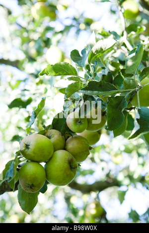 A low angle shot of growing apples Stock Photo - Alamy