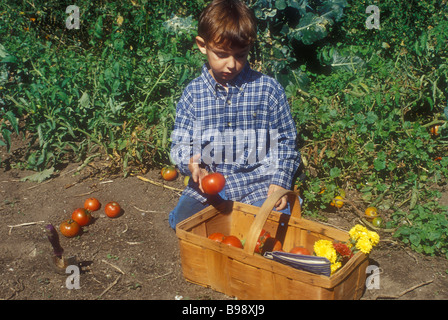 A boy picking a tomato in the homegrown garden Stock Photo - Alamy