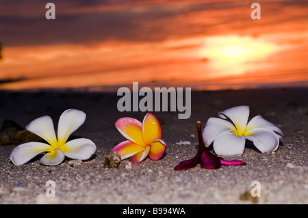Plumeria or Frangipani native to tropical and subtropical Americas shot ...
