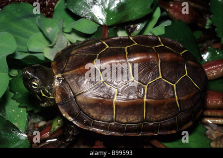 Chinemys reevesi Stock Photo: 22955980 - Alamy