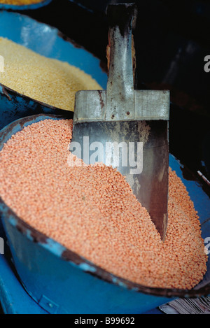 bucket, lentil, red lentils, buckets, lentils, red lentil Stock Photo ...