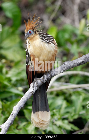 Hoatzin or hoactzin (Opisthocomus hoazin) tropical bird in ...