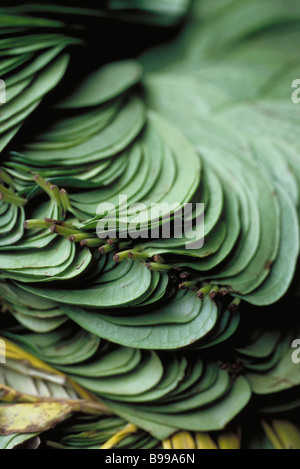 Betel leaf stack in an Indian market. Prepared with some more ...