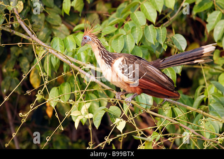 Hoatzin or hoactzin (Opisthocomus hoazin) tropical bird in ...