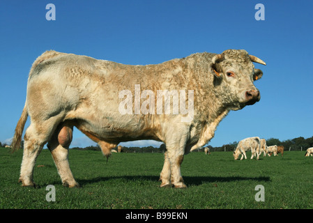 bull side view Stock Photo - Alamy