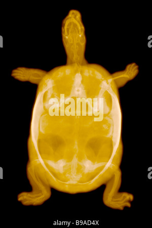 colorized x-ray of a turtle Stock Photo - Alamy