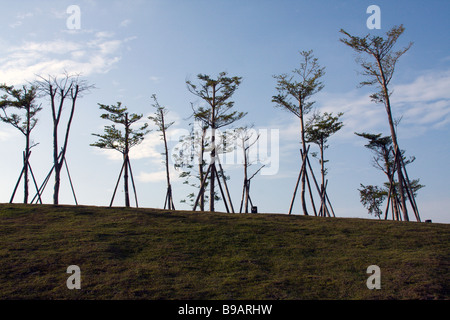 Tree Supports-young trees being supported by wooden stakes Stock Photo ...