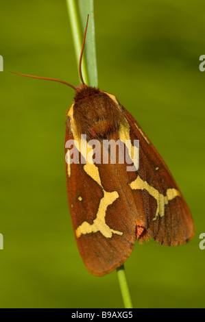 Spanish tiger moth (Hyphoraia dejeani Stock Photo - Alamy