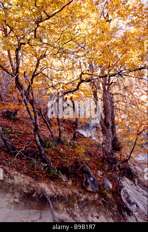 Forest of Southern Beeches (Nothofagus Macrocarpa) on Cerro Roble Hill ...