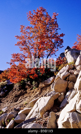 Forest of Southern Beeches (Nothofagus Macrocarpa) in fall colors ...