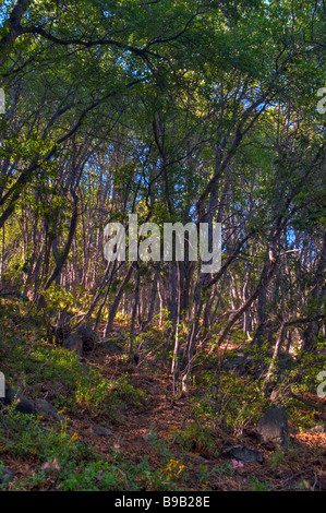 Forest of Southern Beeches (Nothofagus Macrocarpa) in fall colors ...