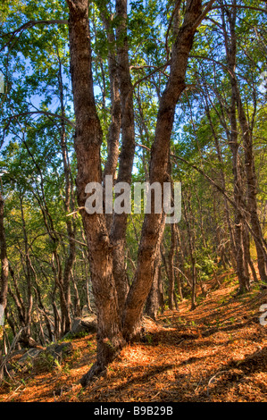 Forest of Southern Beeches (Nothofagus Macrocarpa) on Cerro Roble Hill ...