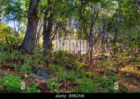 Forest of Southern Beeches (Nothofagus Macrocarpa) on Cerro Roble Hill ...