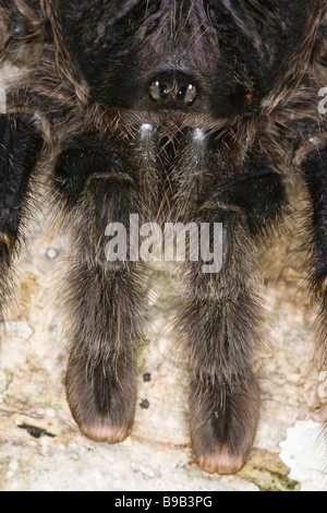 Peruvian Pinktoe Tarantula (Avicularia urticans) walking on water after ...
