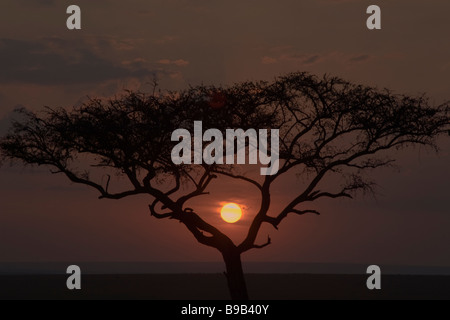 Sunrise Shepard tree Boscia albitrunca Masai Mara, Kenya, Africa Stock ...